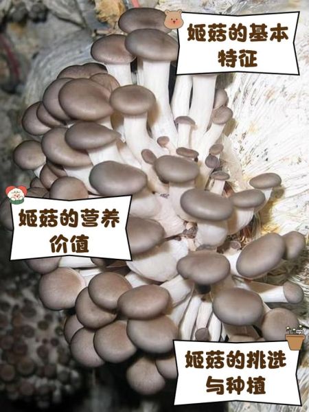 真姬菇不能和什么同食_真姬菇禁忌搭配有哪些-第1张图片-山城妙识