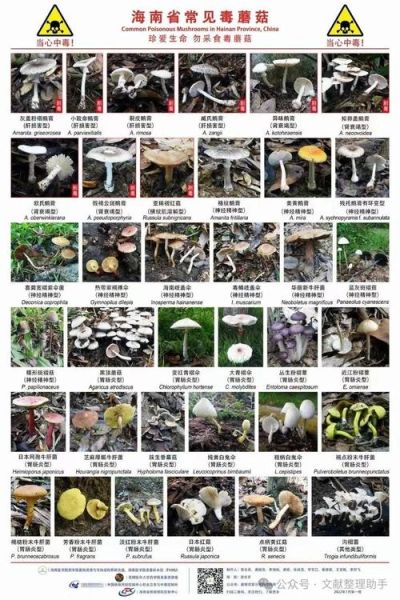 毒蘑菇长什么样子_如何辨别毒蘑菇图片-第3张图片-山城妙识