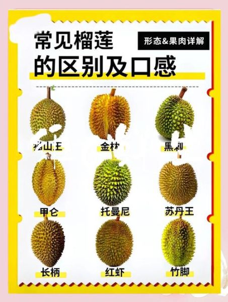 榴莲的功效与作用禁忌_榴莲的产地在哪里-第1张图片-山城妙识 榴莲的功效与作用禁忌_榴莲的产地在哪里-第1张图片-山城妙识