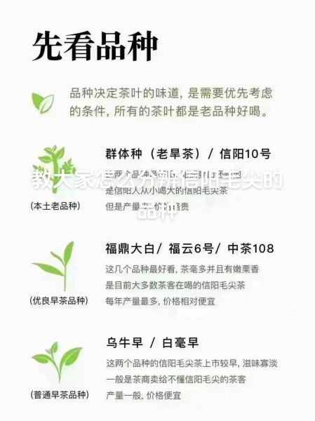 信阳毛尖1200一斤贵吗_怎么辨别真假-第1张图片-山城妙识