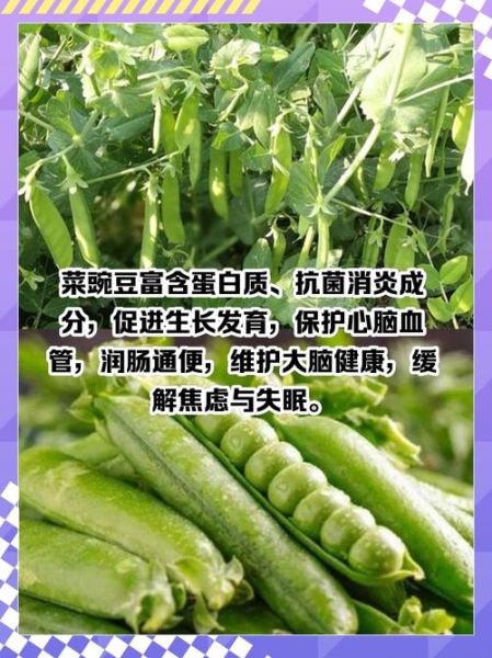 菜豌豆怎么种_菜豌豆的营养价值-第1张图片-山城妙识