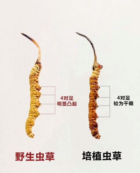 民间中草药1000种图片大全_如何快速识别真假-第2张图片-山城妙识 民间中草药1000种图片大全_如何快速识别真假-第2张图片-山城妙识