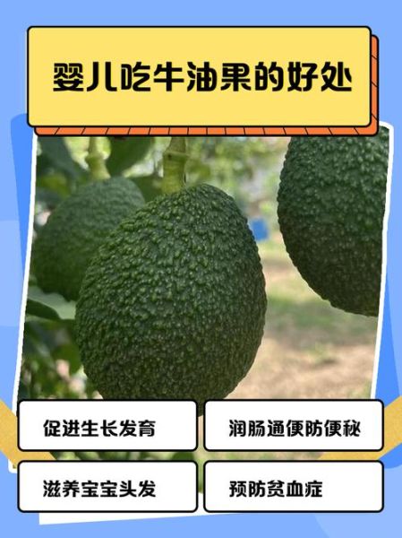 牛油果的功效与作用_牛油果的害处有哪些-第2张图片-山城妙识 牛油果的功效与作用_牛油果的害处有哪些-第2张图片-山城妙识