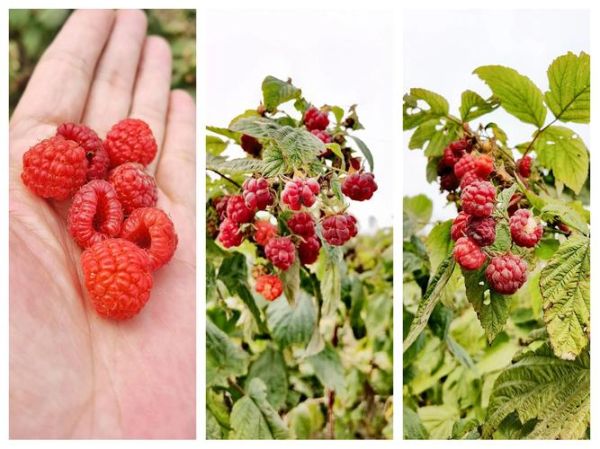 覆盆子多少钱一斤_覆盆子价格为什么波动大-第1张图片-山城妙识