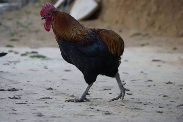 鬼鸡图片是什么_鬼鸡图片怎么拍才好看-第3张图片-山城妙识