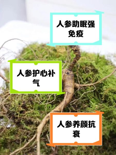 人参适合什么人吃_人参的功效与作用适合哪些人-第1张图片-山城妙识