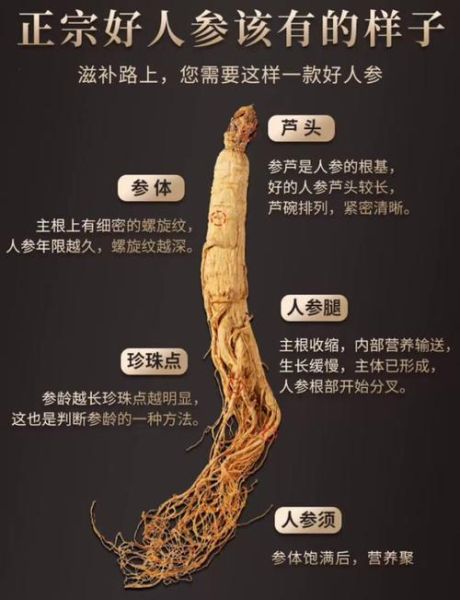 人参适合什么人吃_人参的功效与作用适合哪些人-第3张图片-山城妙识
