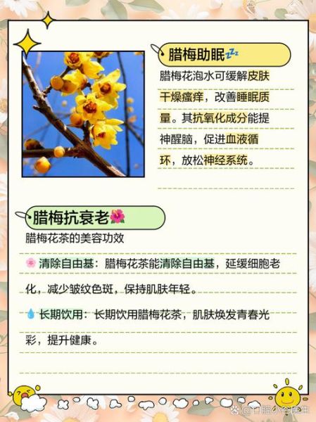 腊梅花泡水喝的功效_腊梅花泡水喝的禁忌-第2张图片-山城妙识