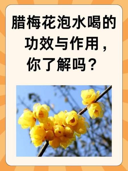 腊梅花泡水喝的功效_腊梅花泡水喝的禁忌-第1张图片-山城妙识