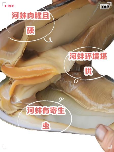 河蚌怎么吃不硬_河蚌怎么煮才嫩-第1张图片-山城妙识