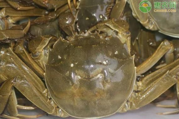 鄱阳湖大闸蟹多少钱一斤_2024最新价格行情-第1张图片-山城妙识 鄱阳湖大闸蟹多少钱一斤_2024最新价格行情-第1张图片-山城妙识