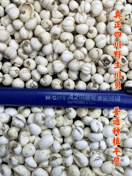 川贝多少钱一克_药店川贝价格-第1张图片-山城妙识