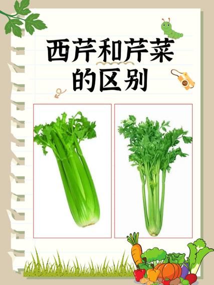 芹菜和西芹有什么区别_哪个更营养-第1张图片-山城妙识