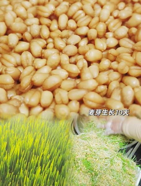 麦芽糖可以直接吃吗_麦芽糖生吃安全吗-第2张图片-山城妙识 麦芽糖可以直接吃吗_麦芽糖生吃安全吗-第2张图片-山城妙识