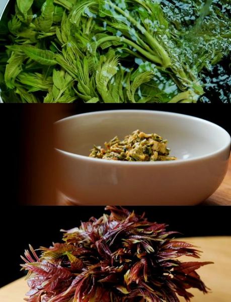 椿菜怎么做才好吃_椿菜怎么炒不苦-第1张图片-山城妙识 椿菜怎么做才好吃_椿菜怎么炒不苦-第1张图片-山城妙识