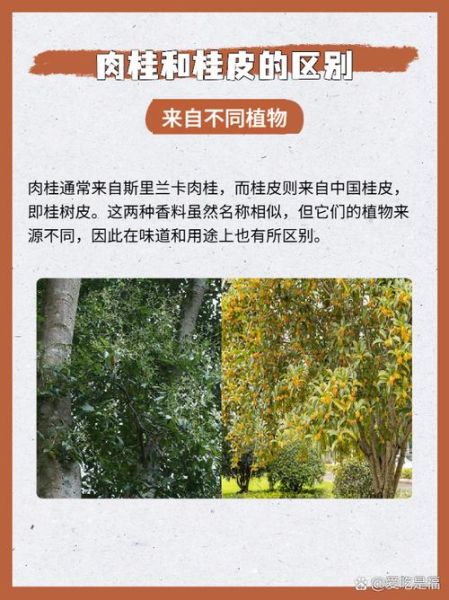 桂皮图片香料_真假辨别与选购技巧-第2张图片-山城妙识