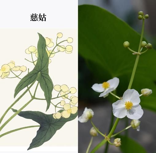 慈姑和茨菇的区别_茨菇和慈姑一样吗-第3张图片-山城妙识 慈姑和茨菇的区别_茨菇和慈姑一样吗-第3张图片-山城妙识