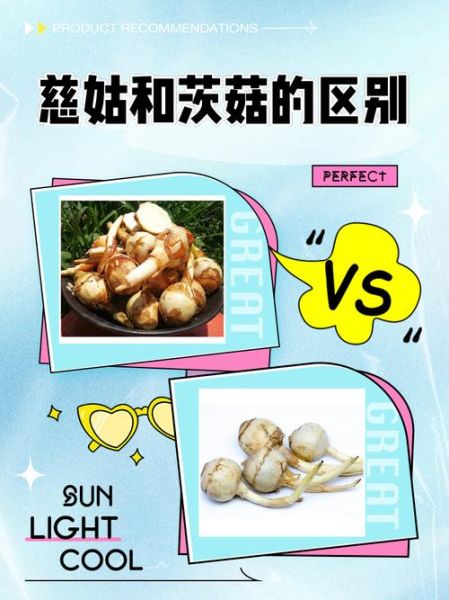 慈姑和茨菇的区别_茨菇和慈姑一样吗-第1张图片-山城妙识 慈姑和茨菇的区别_茨菇和慈姑一样吗-第1张图片-山城妙识