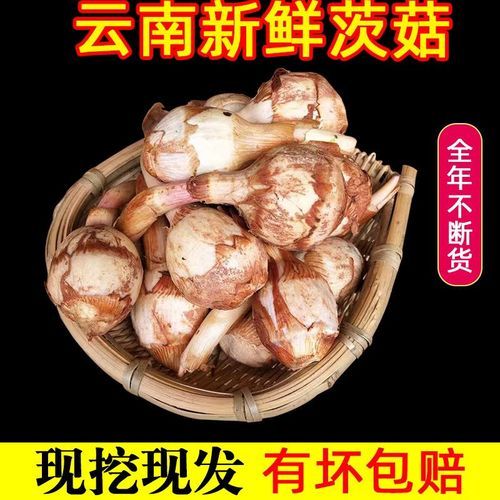 慈姑和茨菇的区别_茨菇和慈姑一样吗-第2张图片-山城妙识 慈姑和茨菇的区别_茨菇和慈姑一样吗-第2张图片-山城妙识