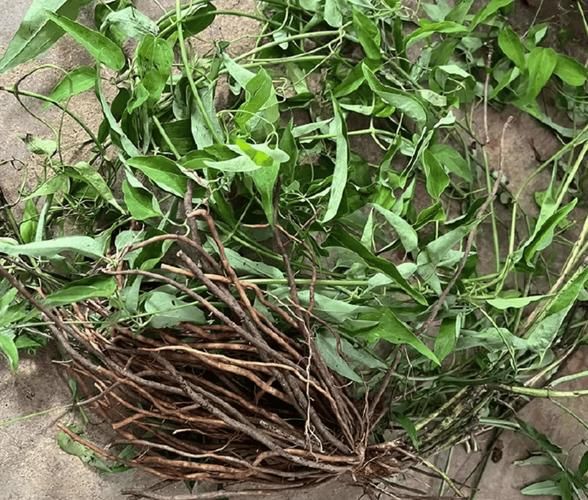 野生威灵仙图片_如何辨别真假-第1张图片-山城妙识