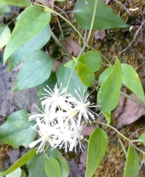 野生威灵仙图片_如何辨别真假-第2张图片-山城妙识