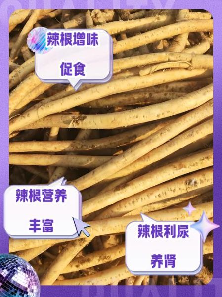 辣根的功效与作用_辣根怎么吃最健康-第1张图片-山城妙识 辣根的功效与作用_辣根怎么吃最健康-第1张图片-山城妙识