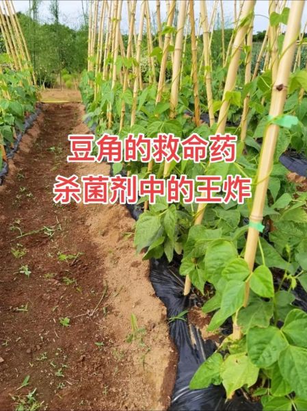 长豇豆种植技术_如何提高产量-第1张图片-山城妙识