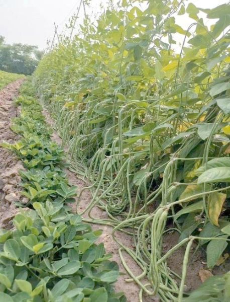 长豇豆种植技术_如何提高产量-第3张图片-山城妙识