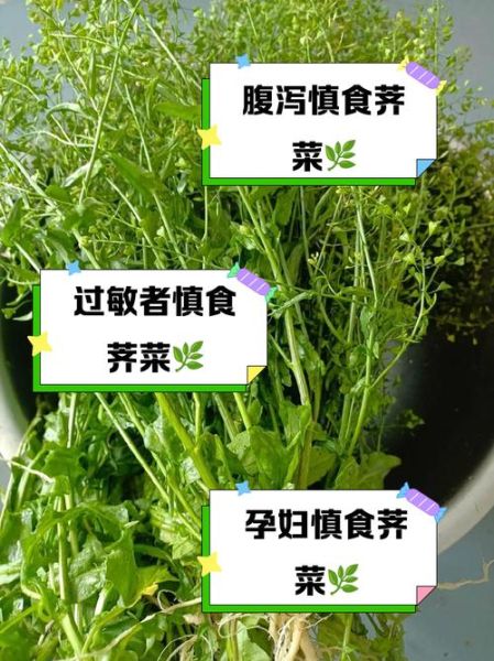 什么人不能吃荠菜_荠菜禁忌人群有哪些-第1张图片-山城妙识 什么人不能吃荠菜_荠菜禁忌人群有哪些-第1张图片-山城妙识