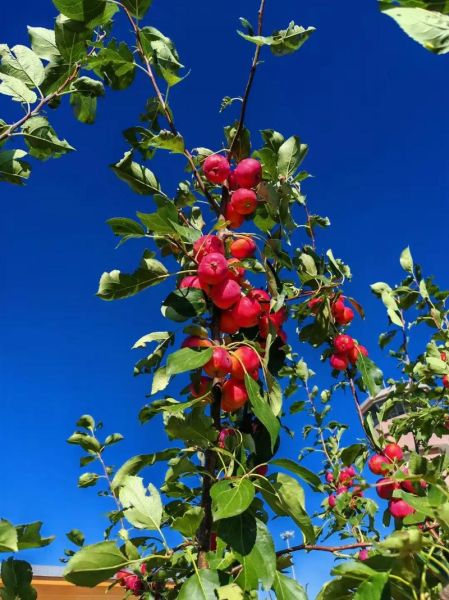 沙果树几年结果_沙果树怎么修剪-第1张图片-山城妙识 沙果树几年结果_沙果树怎么修剪-第1张图片-山城妙识