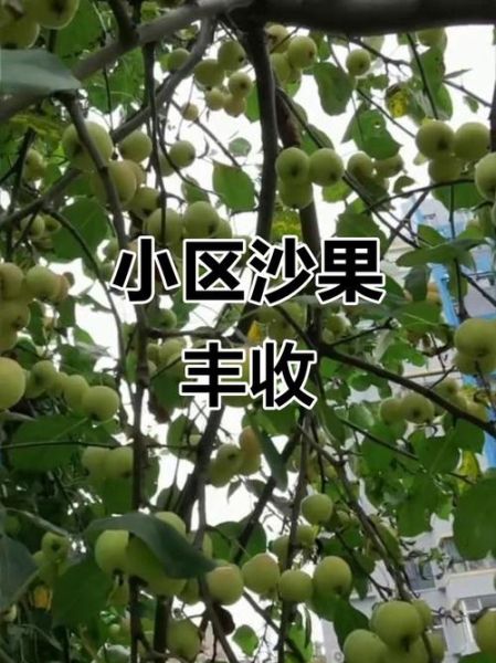 沙果树几年结果_沙果树怎么修剪-第3张图片-山城妙识 沙果树几年结果_沙果树怎么修剪-第3张图片-山城妙识