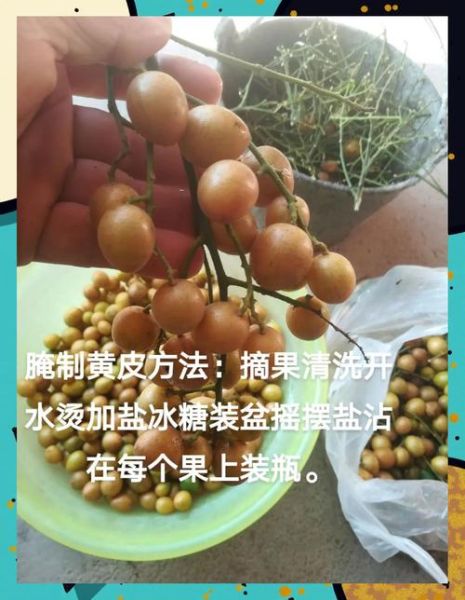 腌黄皮果的功效与作用_腌黄皮果怎么吃最好-第1张图片-山城妙识 腌黄皮果的功效与作用_腌黄皮果怎么吃最好-第1张图片-山城妙识