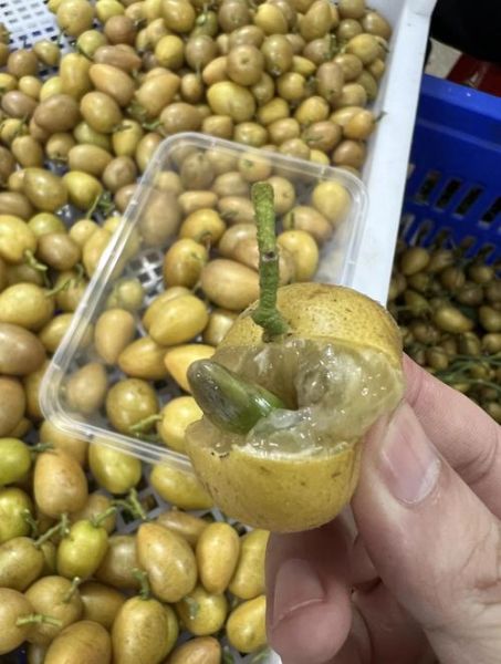 腌黄皮果的功效与作用_腌黄皮果怎么吃最好-第3张图片-山城妙识 腌黄皮果的功效与作用_腌黄皮果怎么吃最好-第3张图片-山城妙识