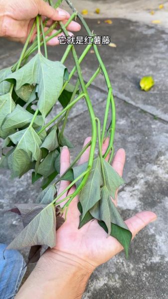 蕃薯藤有营养吗_蕃薯藤怎么吃最健康-第3张图片-山城妙识