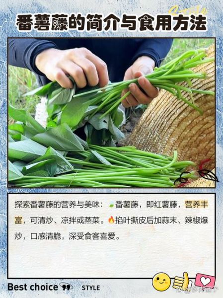 蕃薯藤有营养吗_蕃薯藤怎么吃最健康-第2张图片-山城妙识