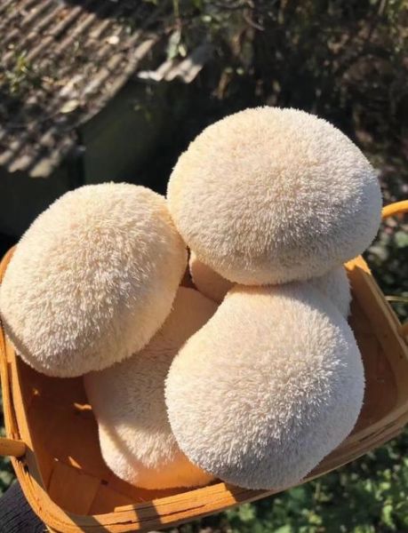 新鲜猴头菇怎么做好吃_如何保存不变质-第1张图片-山城妙识