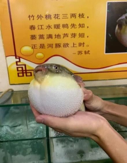 正是河豚欲上时是什么意思_春季吃河豚安全吗-第1张图片-山城妙识 正是河豚欲上时是什么意思_春季吃河豚安全吗-第1张图片-山城妙识