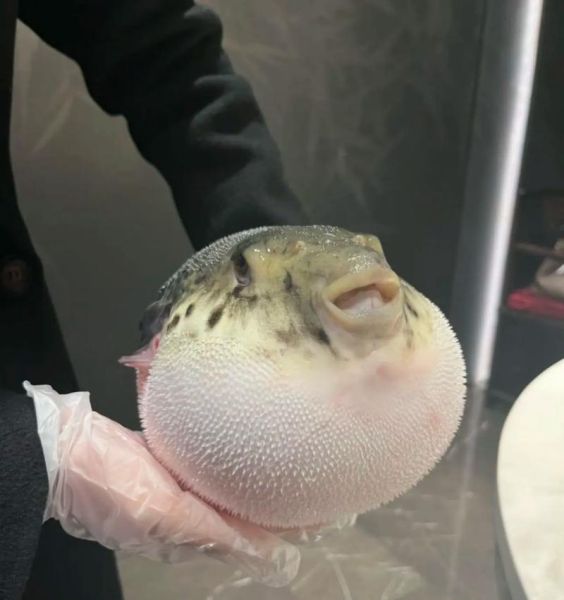 正是河豚欲上时是什么意思_春季吃河豚安全吗-第2张图片-山城妙识 正是河豚欲上时是什么意思_春季吃河豚安全吗-第2张图片-山城妙识