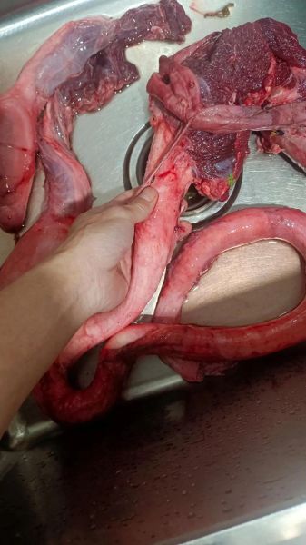 牛鞭怎么清洗_牛鞭清洗步骤图解-第3张图片-山城妙识