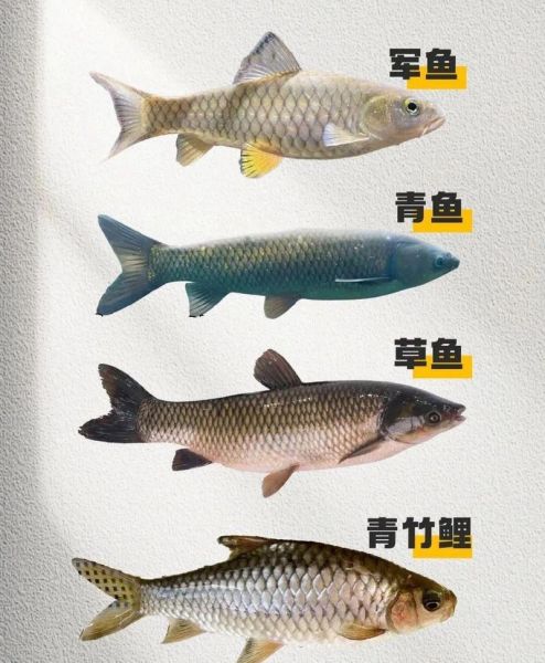 淡水鱼图片大全_如何辨别常见品种-第2张图片-山城妙识 淡水鱼图片大全_如何辨别常见品种-第2张图片-山城妙识