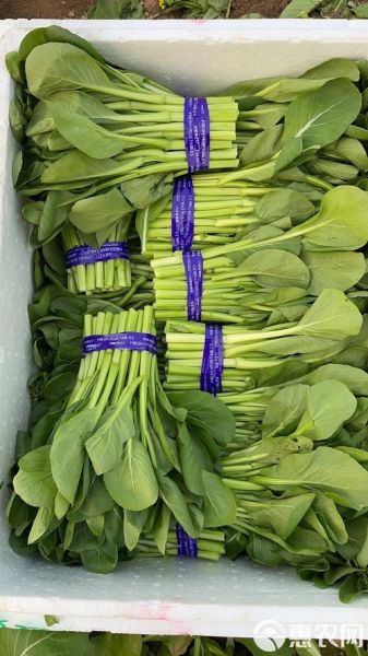 菜心别名叫什么_菜心又叫什么名字-第2张图片-山城妙识 菜心别名叫什么_菜心又叫什么名字-第2张图片-山城妙识