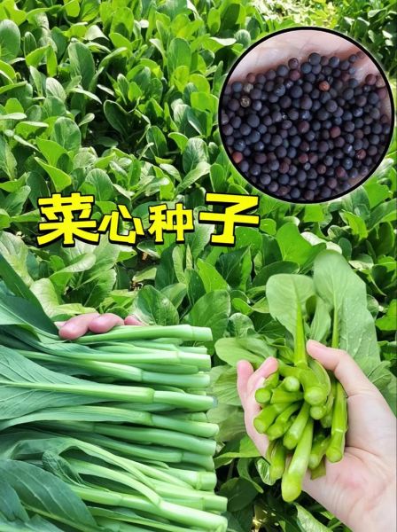 菜心别名叫什么_菜心又叫什么名字-第3张图片-山城妙识 菜心别名叫什么_菜心又叫什么名字-第3张图片-山城妙识