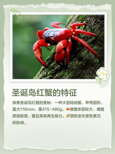 红地蟹能吃吗_红地蟹与圣诞岛红蟹区别-第3张图片-山城妙识