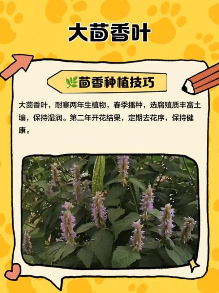大茴香叶子怎么吃_大茴香叶子做法大全-第2张图片-山城妙识 大茴香叶子怎么吃_大茴香叶子做法大全-第2张图片-山城妙识