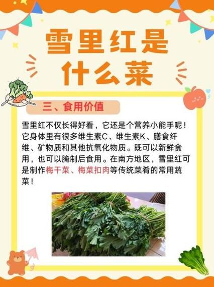 野生雪里红菜图片大全_如何辨别真假-第1张图片-山城妙识 野生雪里红菜图片大全_如何辨别真假-第1张图片-山城妙识