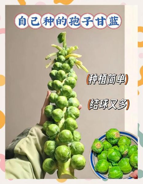 孢子甘蓝怎么做好吃_孢子甘蓝的做法大全-第2张图片-山城妙识