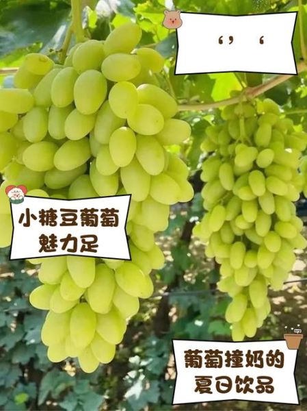 牛奶葡萄的营养价值_牛奶葡萄适合减肥吗-第1张图片-山城妙识 牛奶葡萄的营养价值_牛奶葡萄适合减肥吗-第1张图片-山城妙识