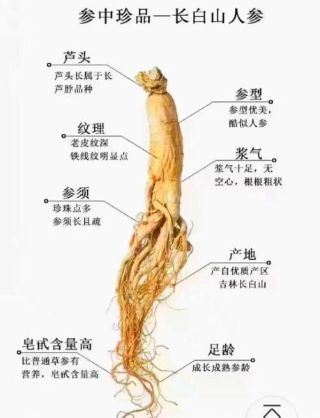 白参和人参有什么区别_功效差异与选购指南-第1张图片-山城妙识