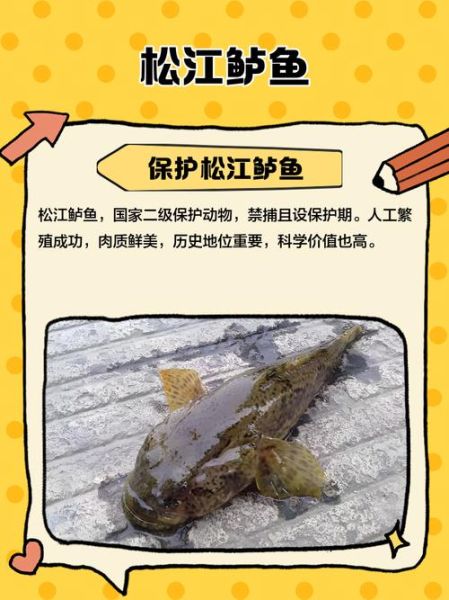 松江鲈鱼现在吃犯法吗_松江鲈鱼保护级别-第2张图片-山城妙识