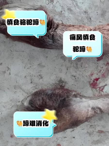 什么人不能吃猪蹄_四种人不宜吃猪蹄-第1张图片-山城妙识 什么人不能吃猪蹄_四种人不宜吃猪蹄-第1张图片-山城妙识